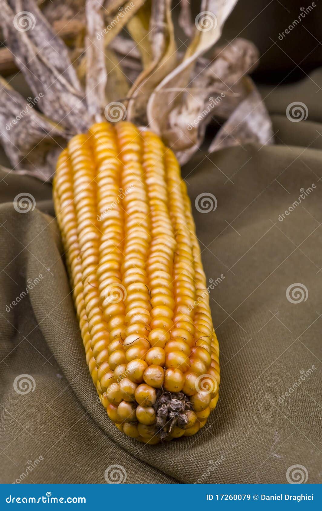 Yellow corn stock image. Image of group, diet, cooking - 17260079