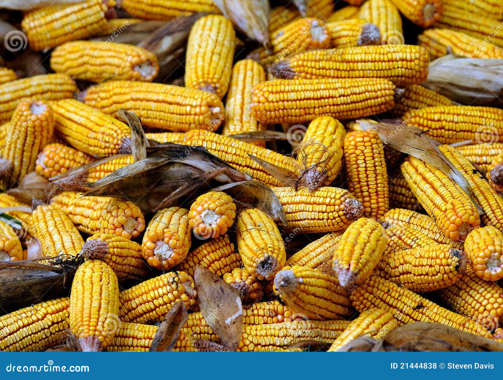 Yellow Corn stock photo. Image of still, life, corn, vegetable - 21444838