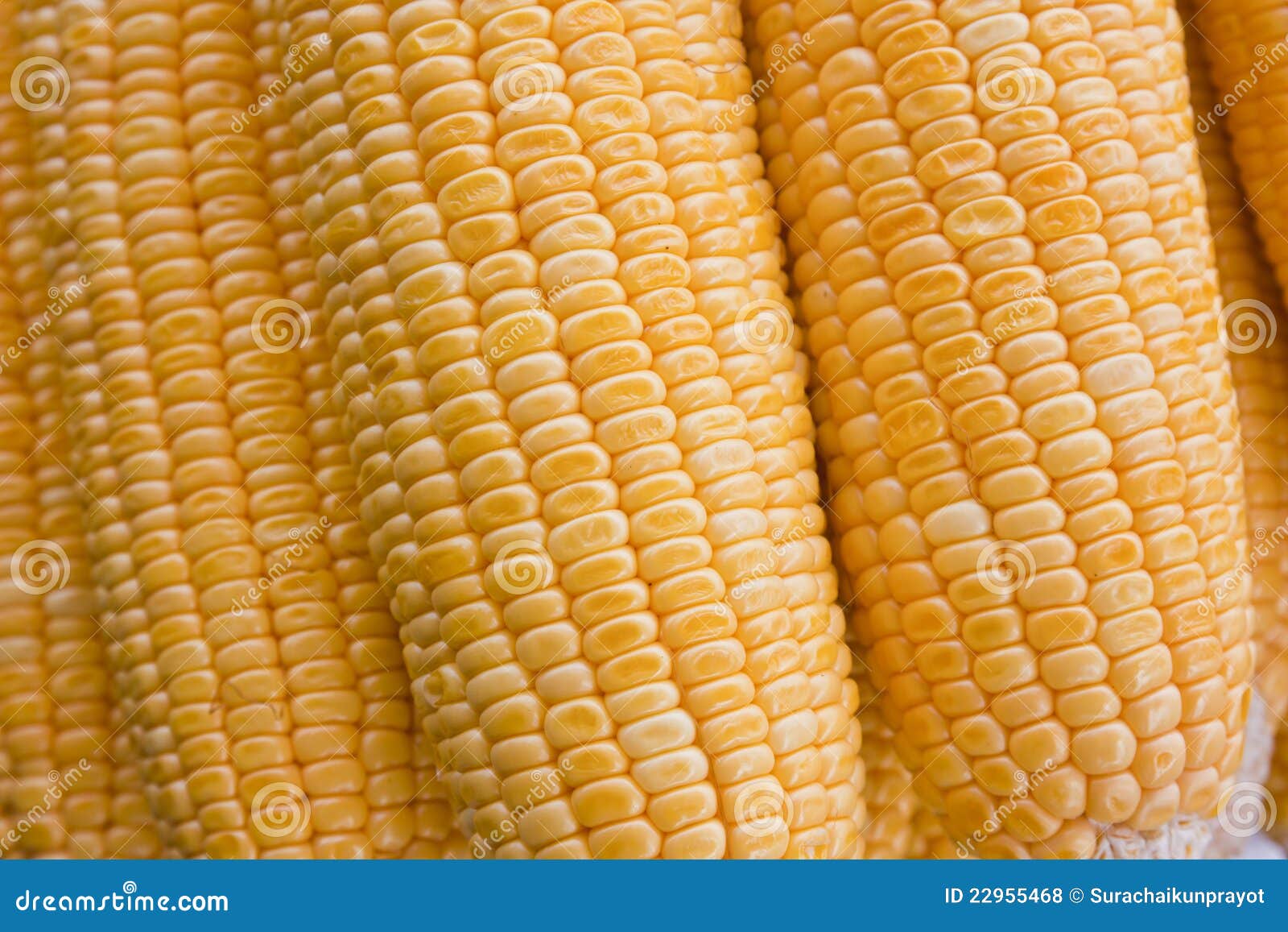 Yellow corn stock photo. Image of meal, fresh, food, colorful - 22955468