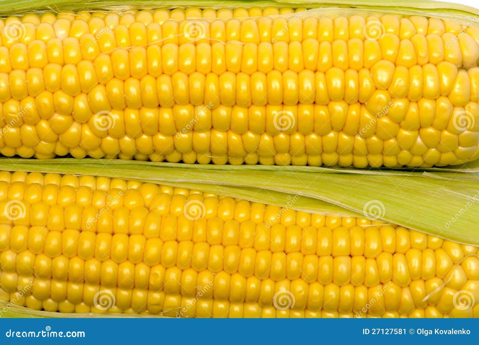 Yellow corn stock image. Image of crop, organic, cereal - 27127581