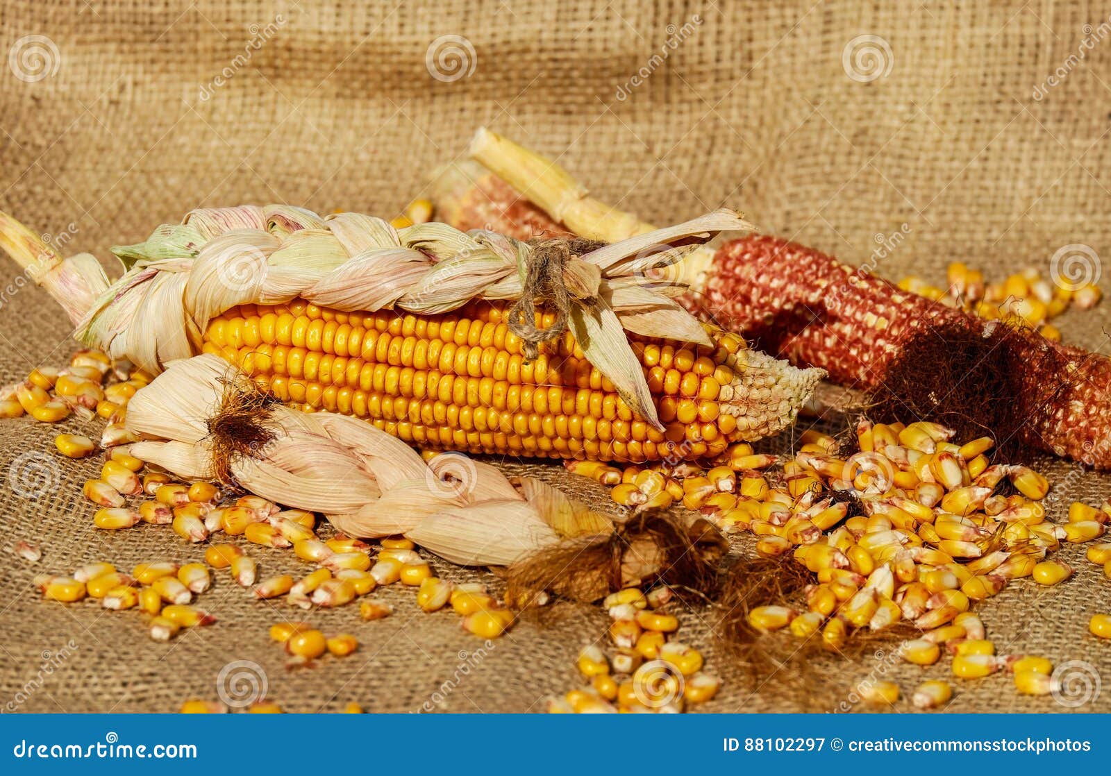 Yellow Corn Picture. Image: 88102297