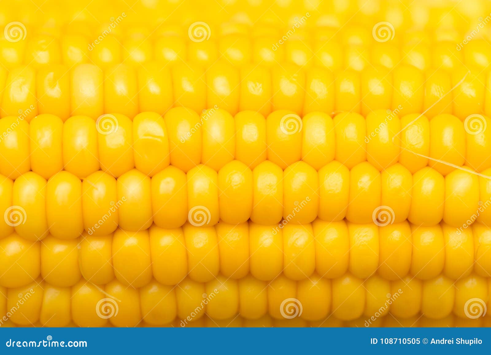 Yellow Corn As a Background. Macro Stock Image - Image of closeup, food ...