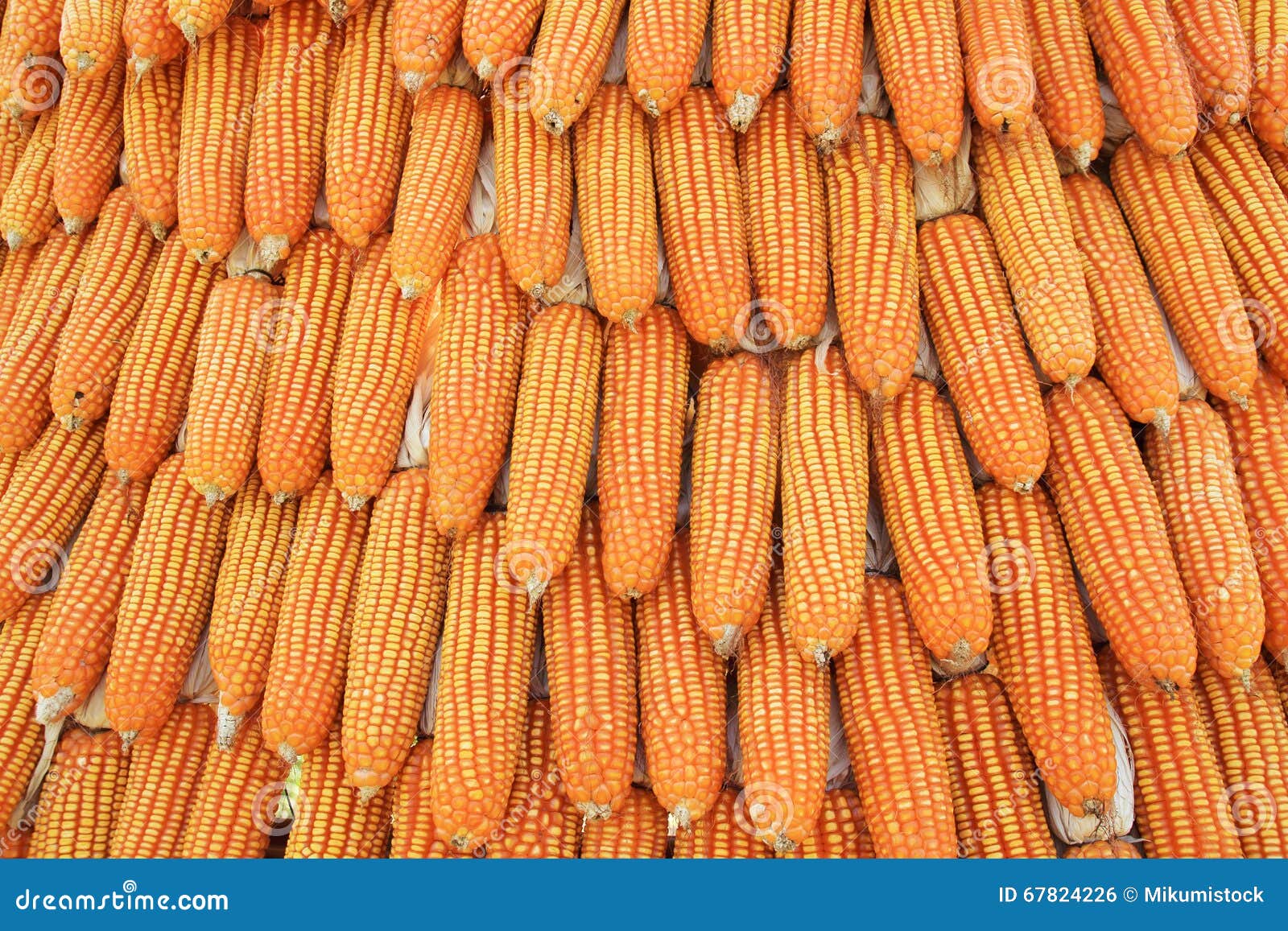 Yellow Corn Background Royalty-Free Stock Image | CartoonDealer.com ...