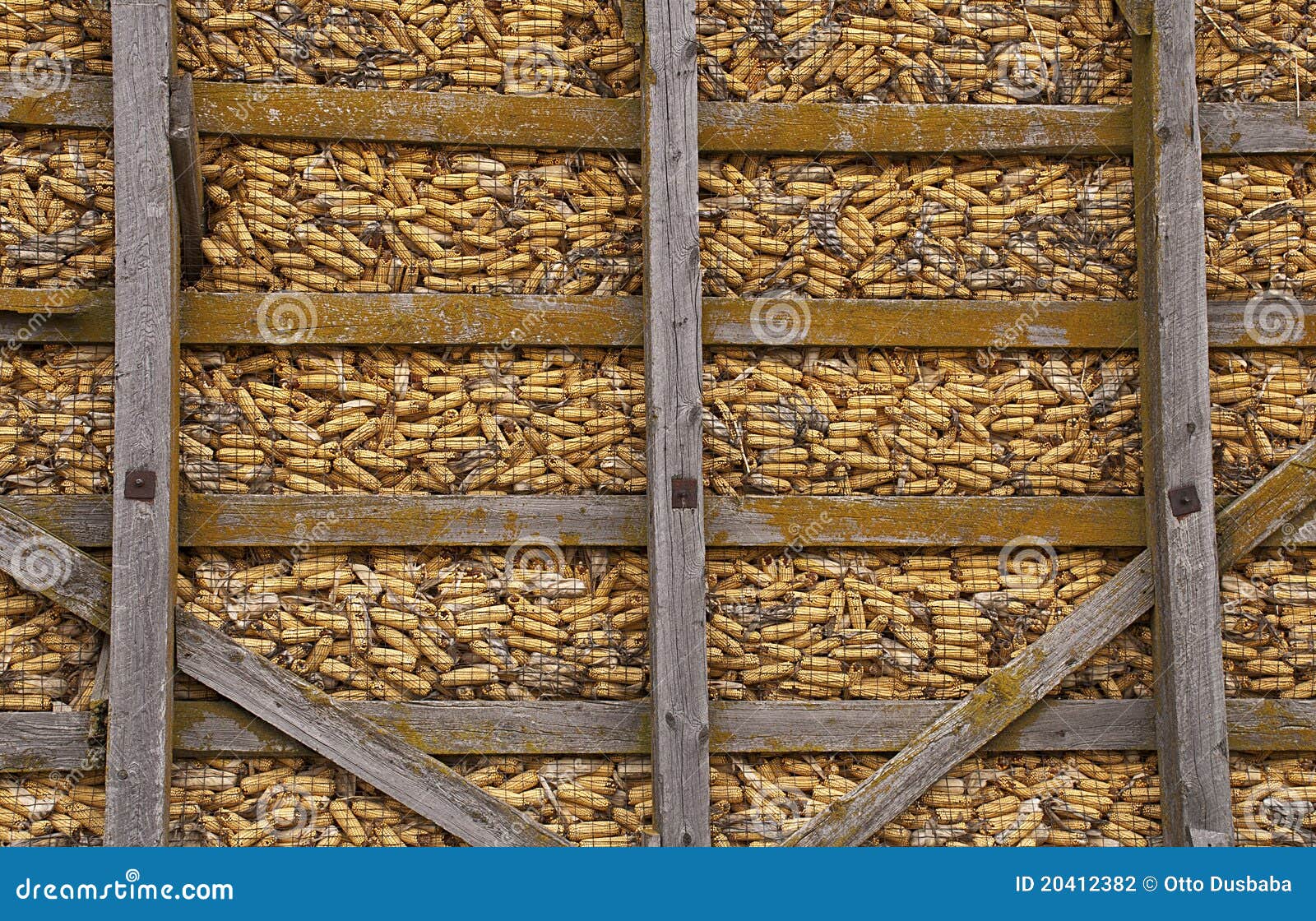 Yellow Corn in Barn Storage Stock Photo - Image of golden, outdoor ...