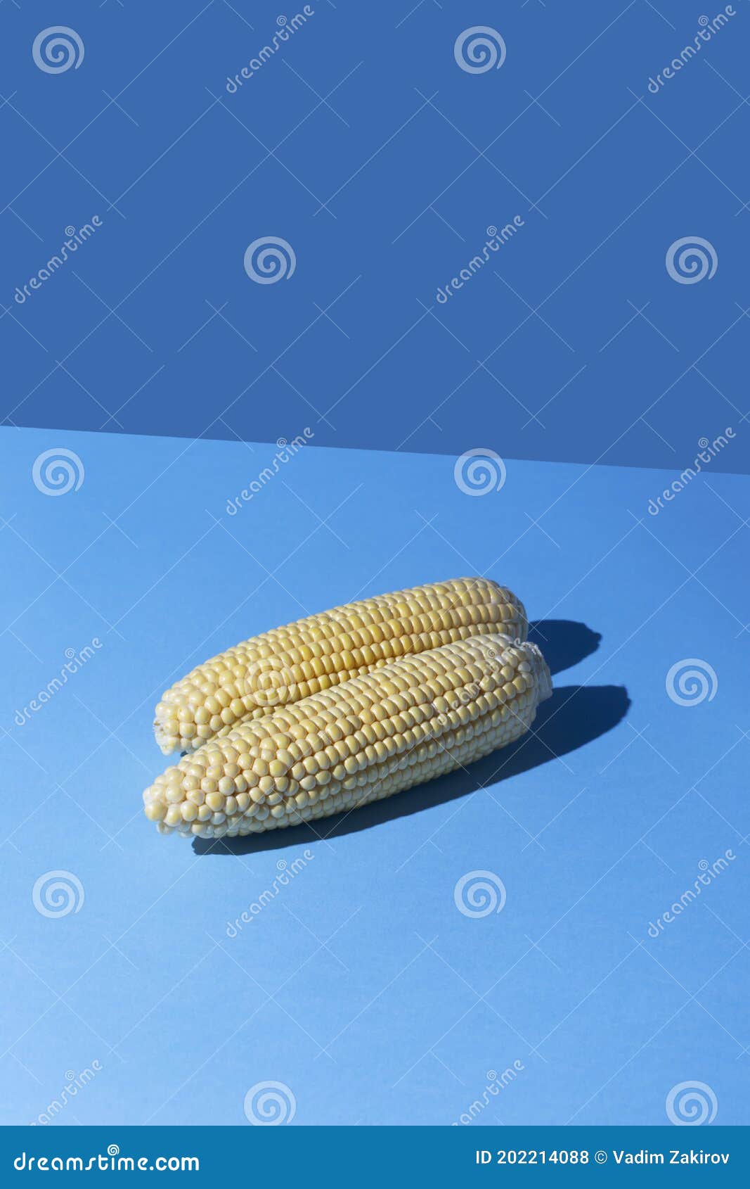 Yellow Corn On A Blue Pastel Background. Minimalistic Concept In ...
