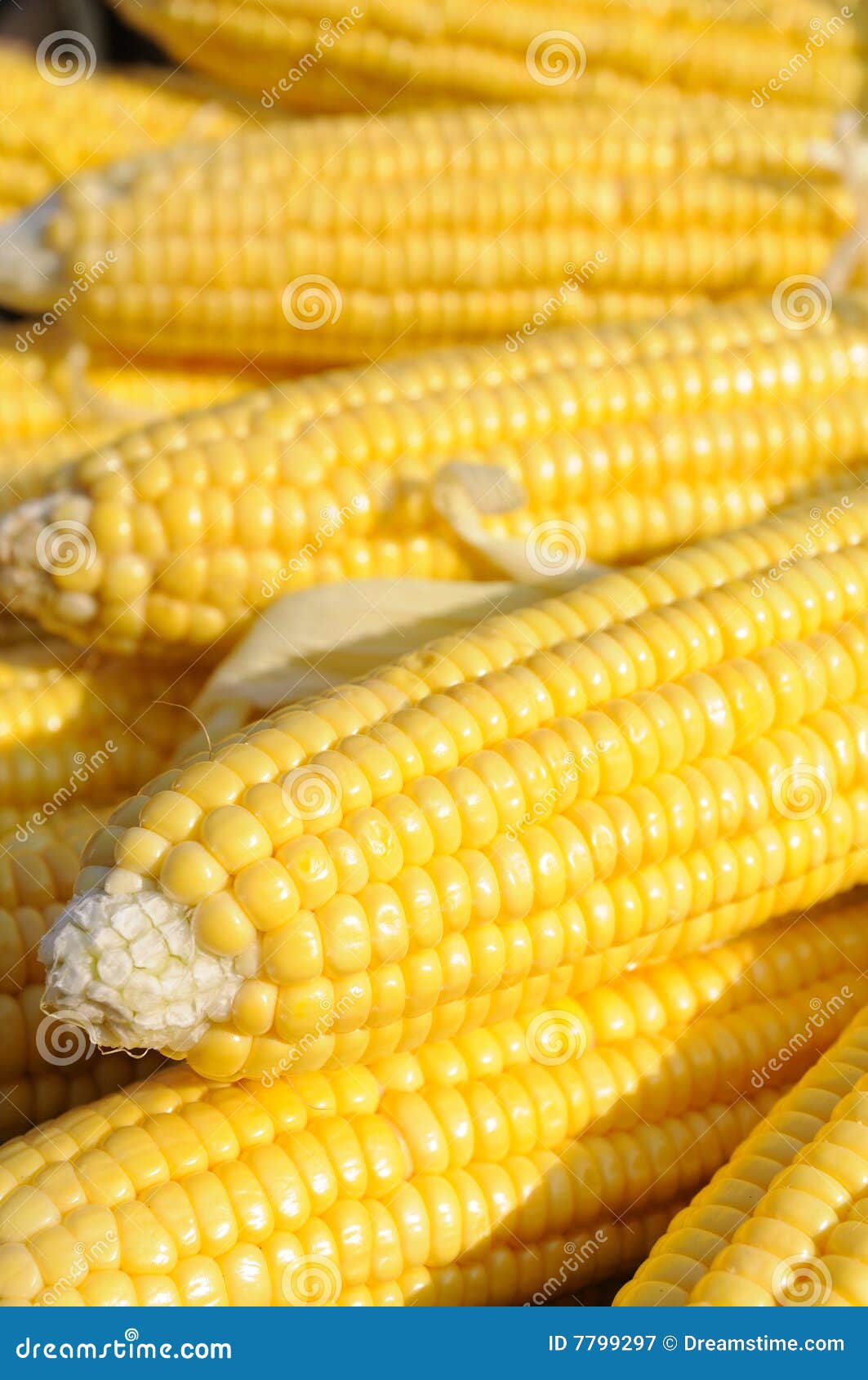 Yellow corn on cob stock image. Image of corn, harvest - 7799297