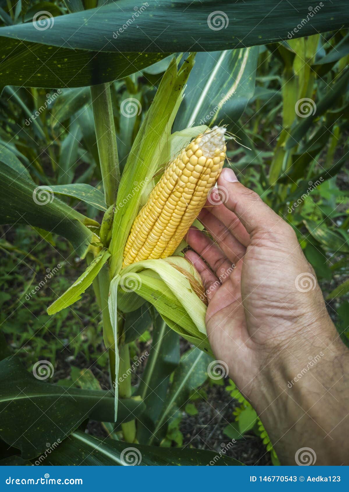 Yellow Corn Cob in Green Leaves on a Farm Field. Empty Space for Text ...