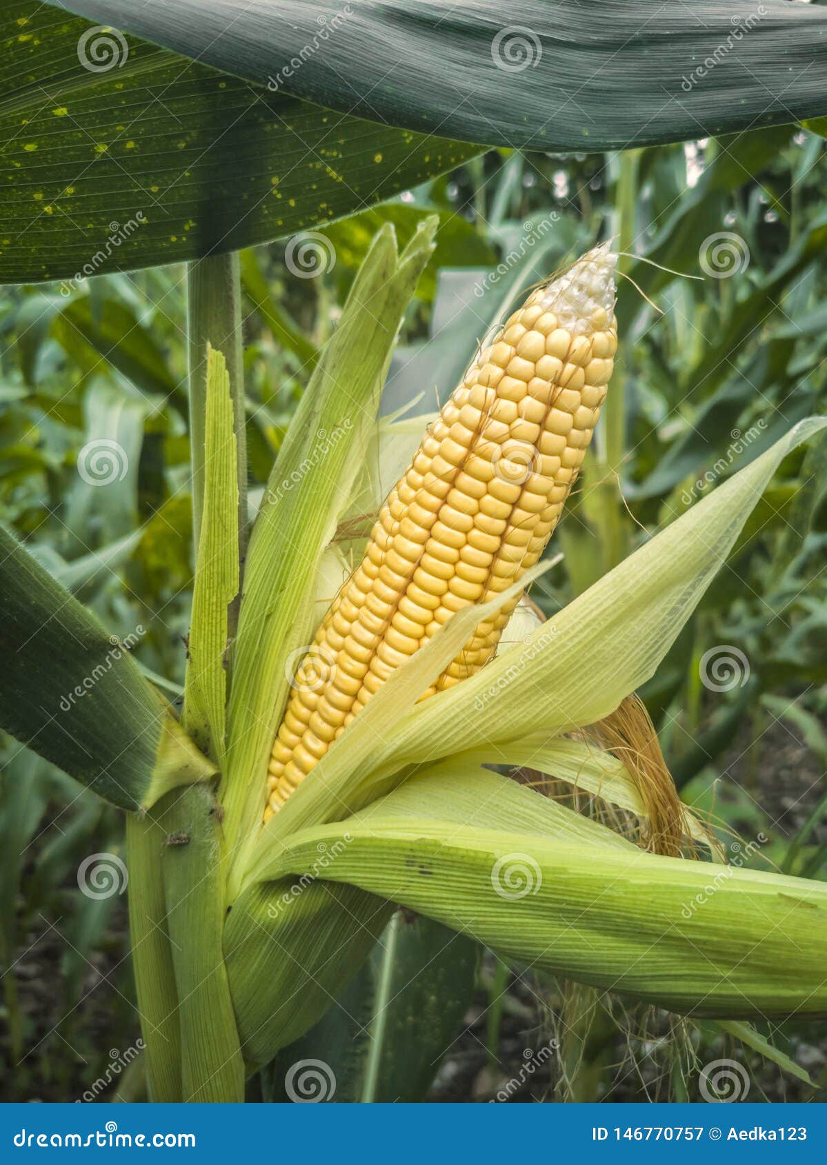 Yellow Corn Cob in Green Leaves on a Farm Field. Empty Space for Text ...