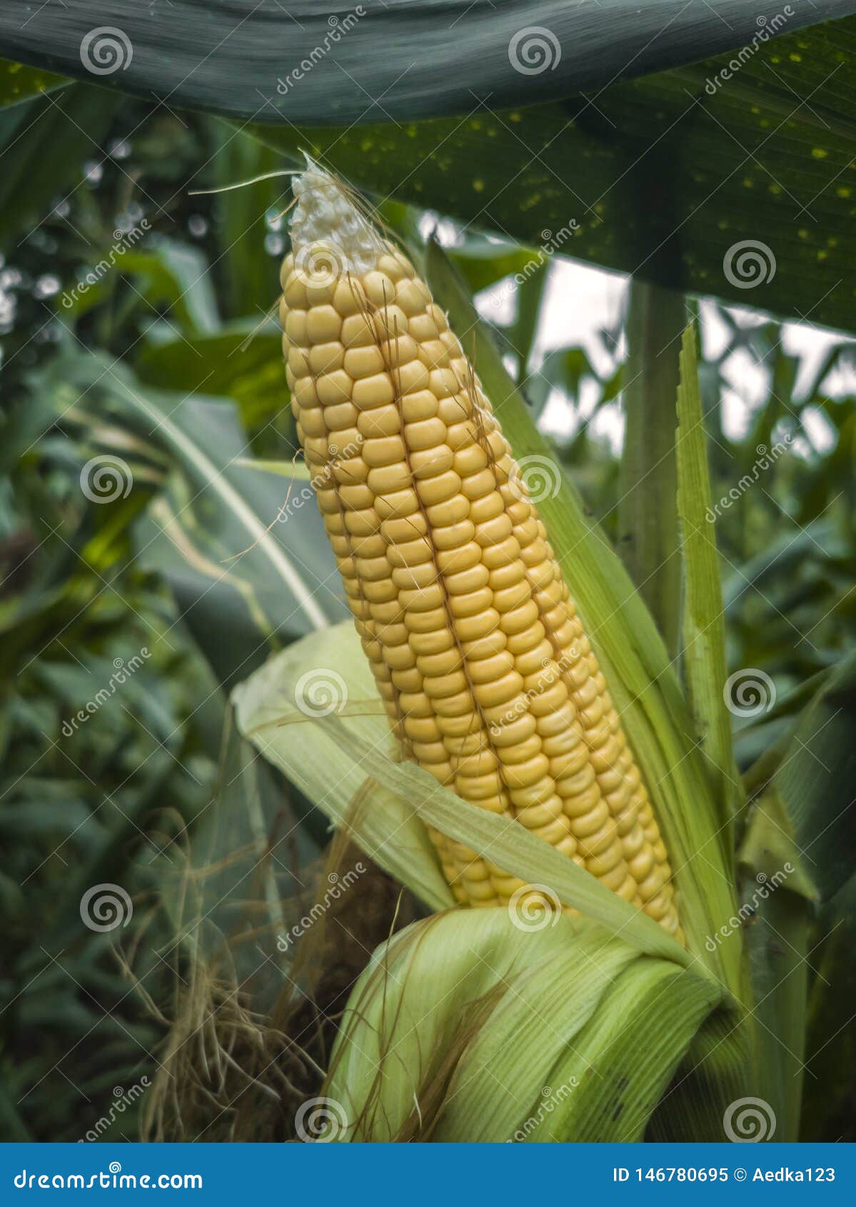 Yellow Corn Cob in Green Leaves on a Farm Field. Empty Space for Text ...