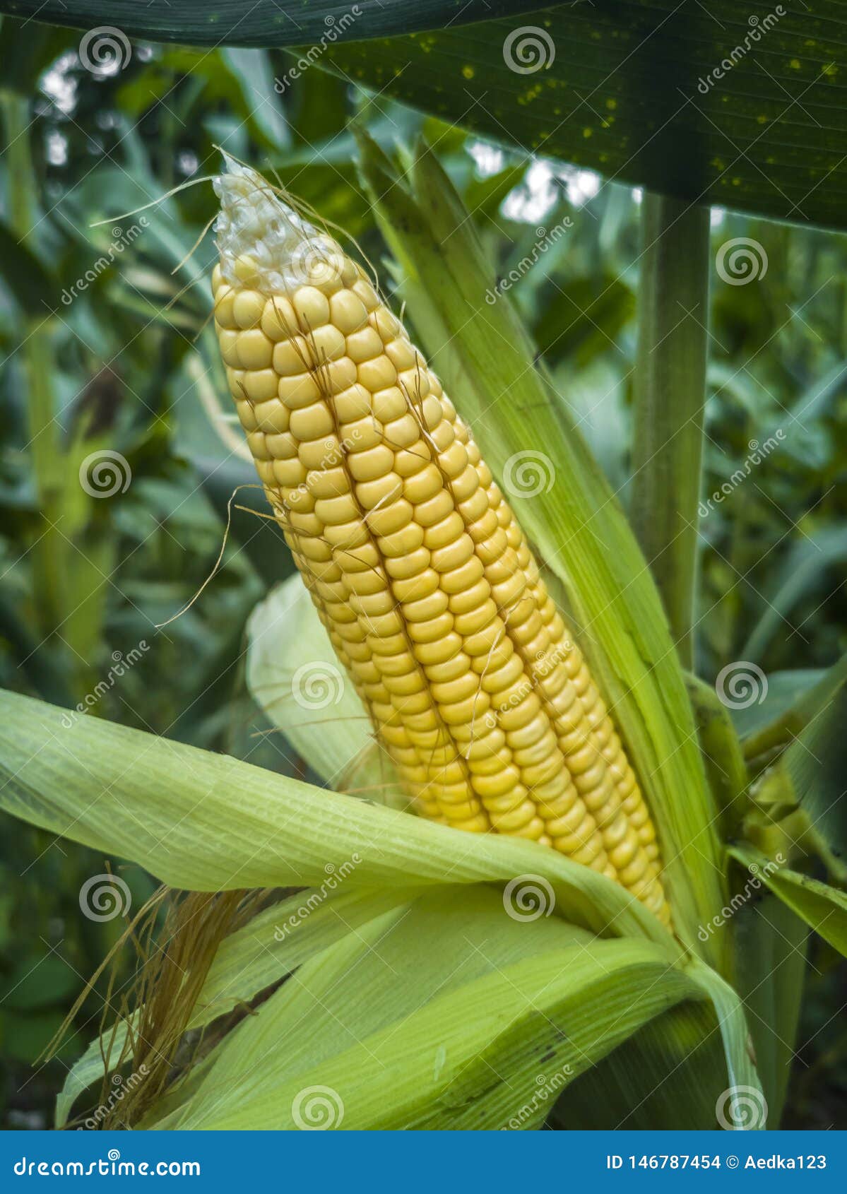 Yellow Corn Cob in Green Leaves on a Farm Field. Empty Space for Text ...