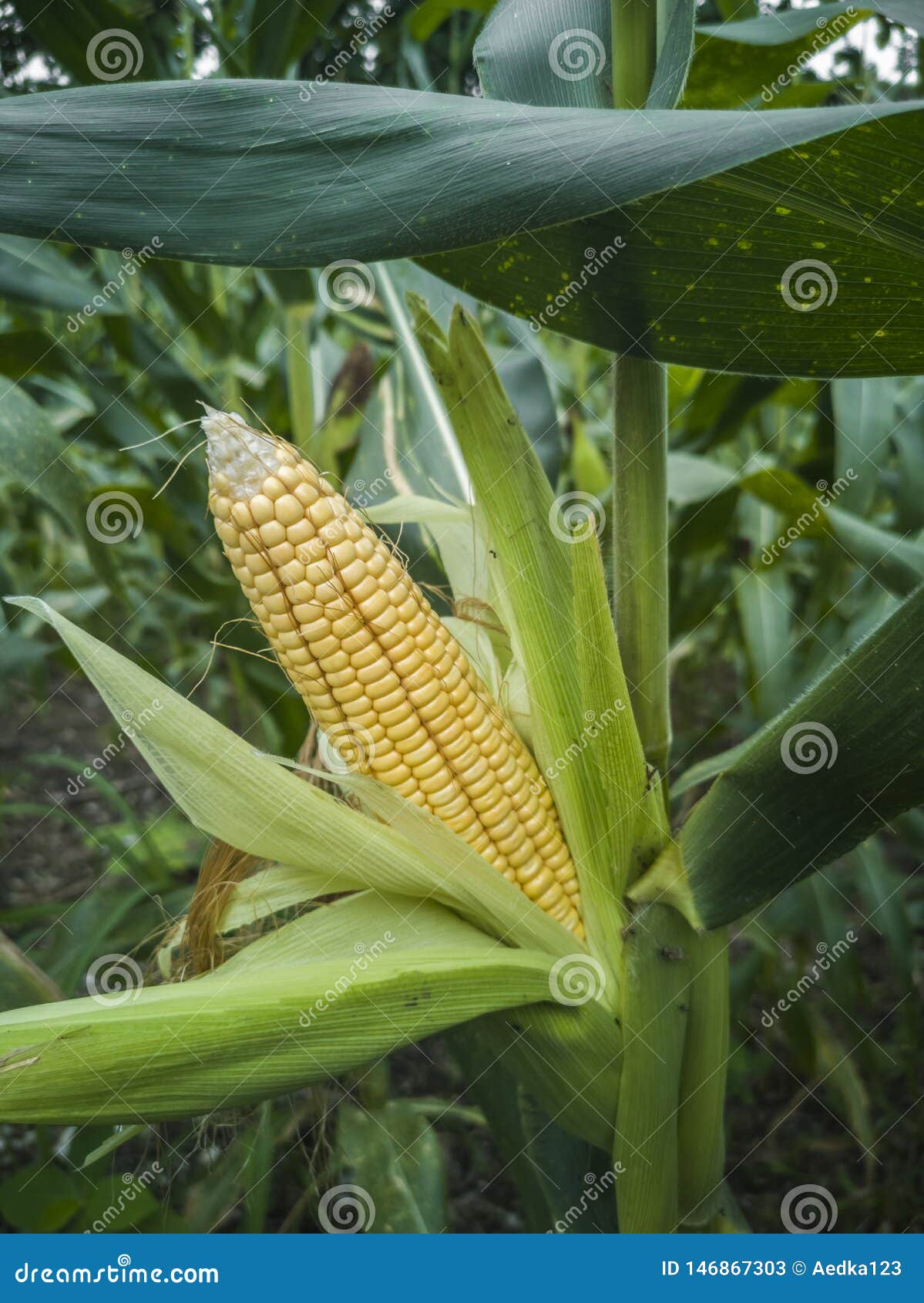 Yellow Corn Cob in Green Leaves on a Farm Field. Empty Space for Text ...