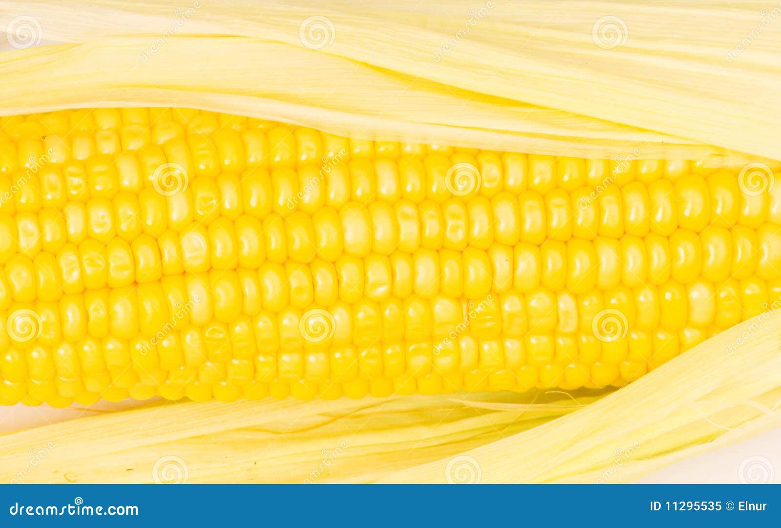 Yellow corn cobs stock image. Image of growth, snack - 11295535