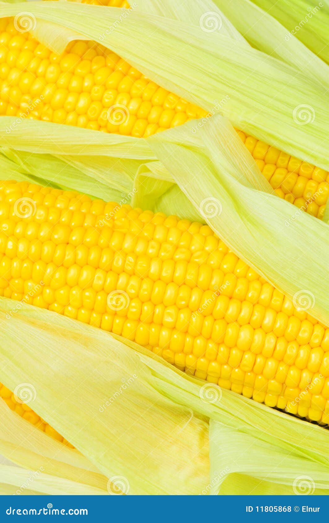 Yellow corn cobs stock photo. Image of closeup, nutritious - 11805868