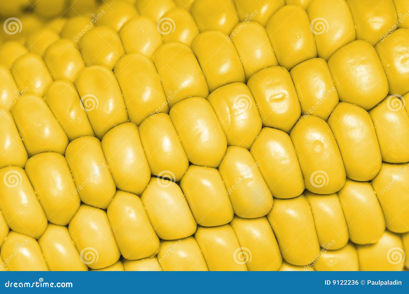 Yellow corn cobs stock photo. Image of closeup, agriculture - 9122236