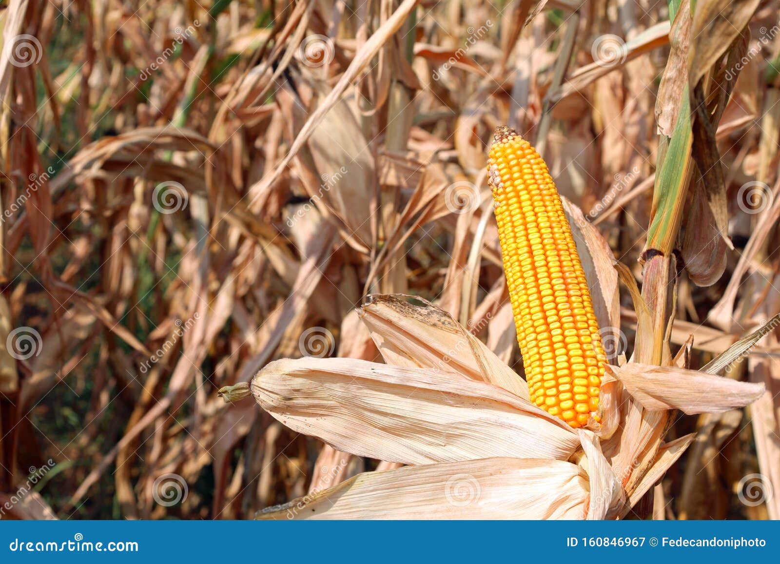 Yellow Corn Cobs Maize in the Field Stock Image - Image of meal, seeds ...