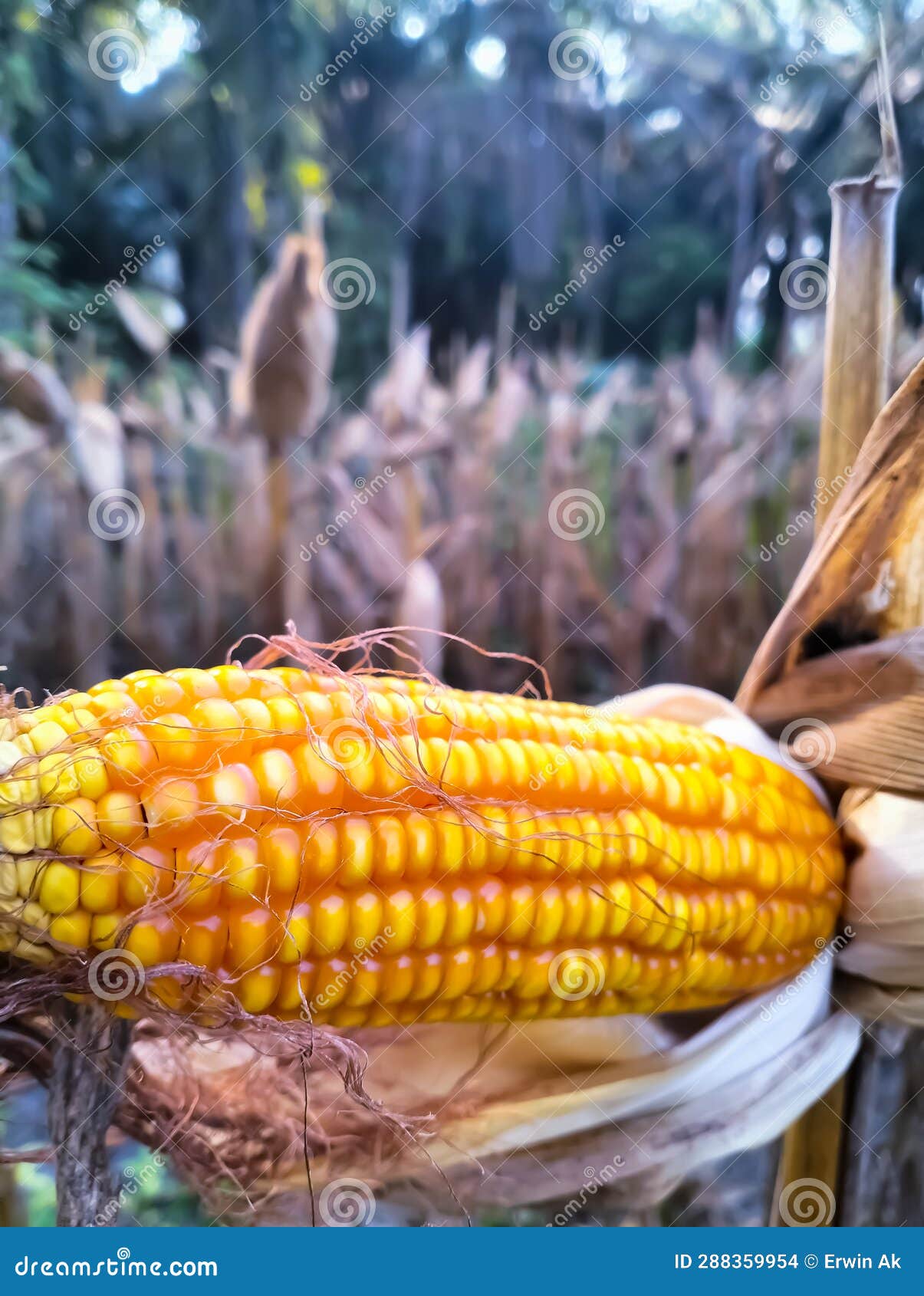 Yellow Corn Cobs in a Pack of Husks Stock Photo - Image of industries ...