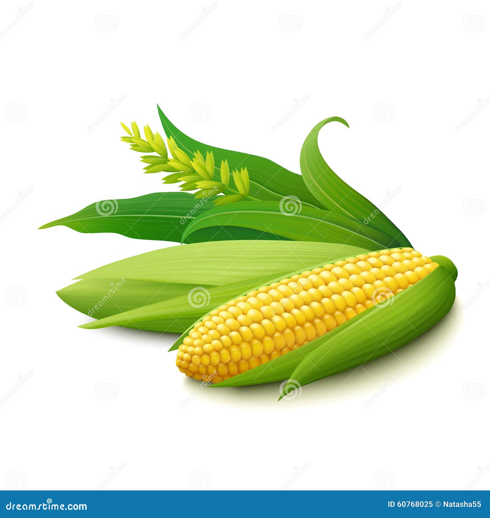 Yellow Corn On The Cobs, Male Inflorescence And Leaves Isolated On ...