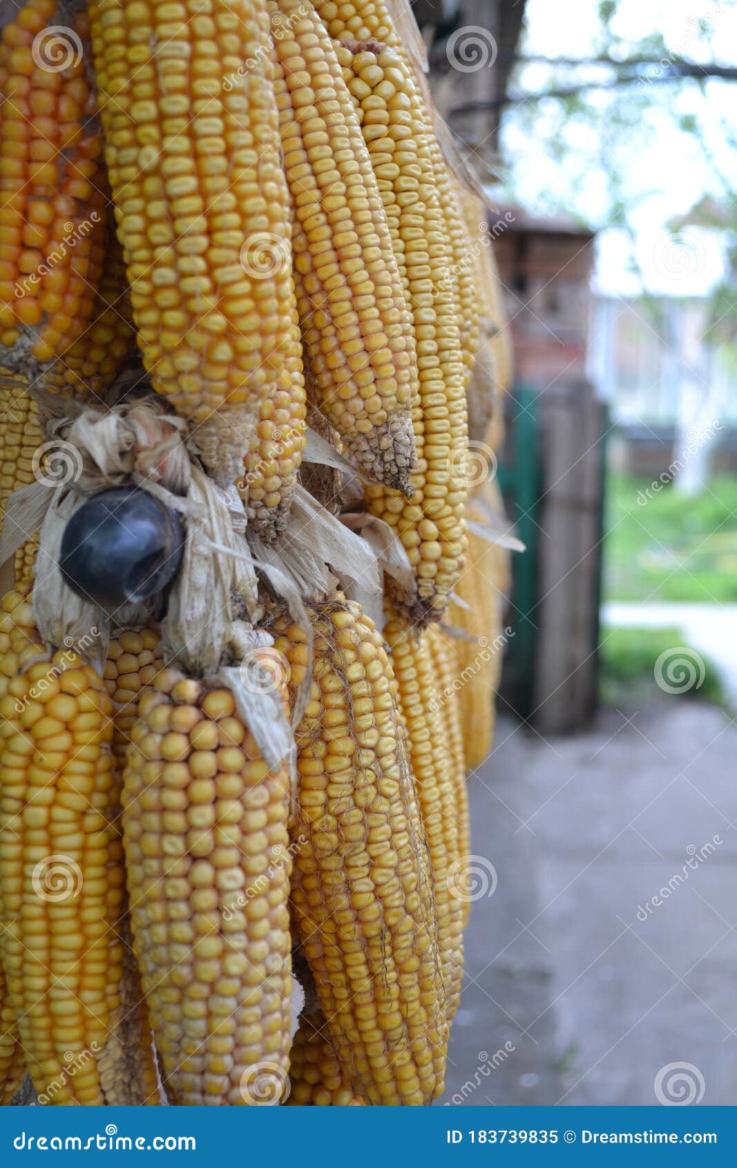Yellow Corn, Corn on the Wall, Beautiful Image Stock Image - Image of ...