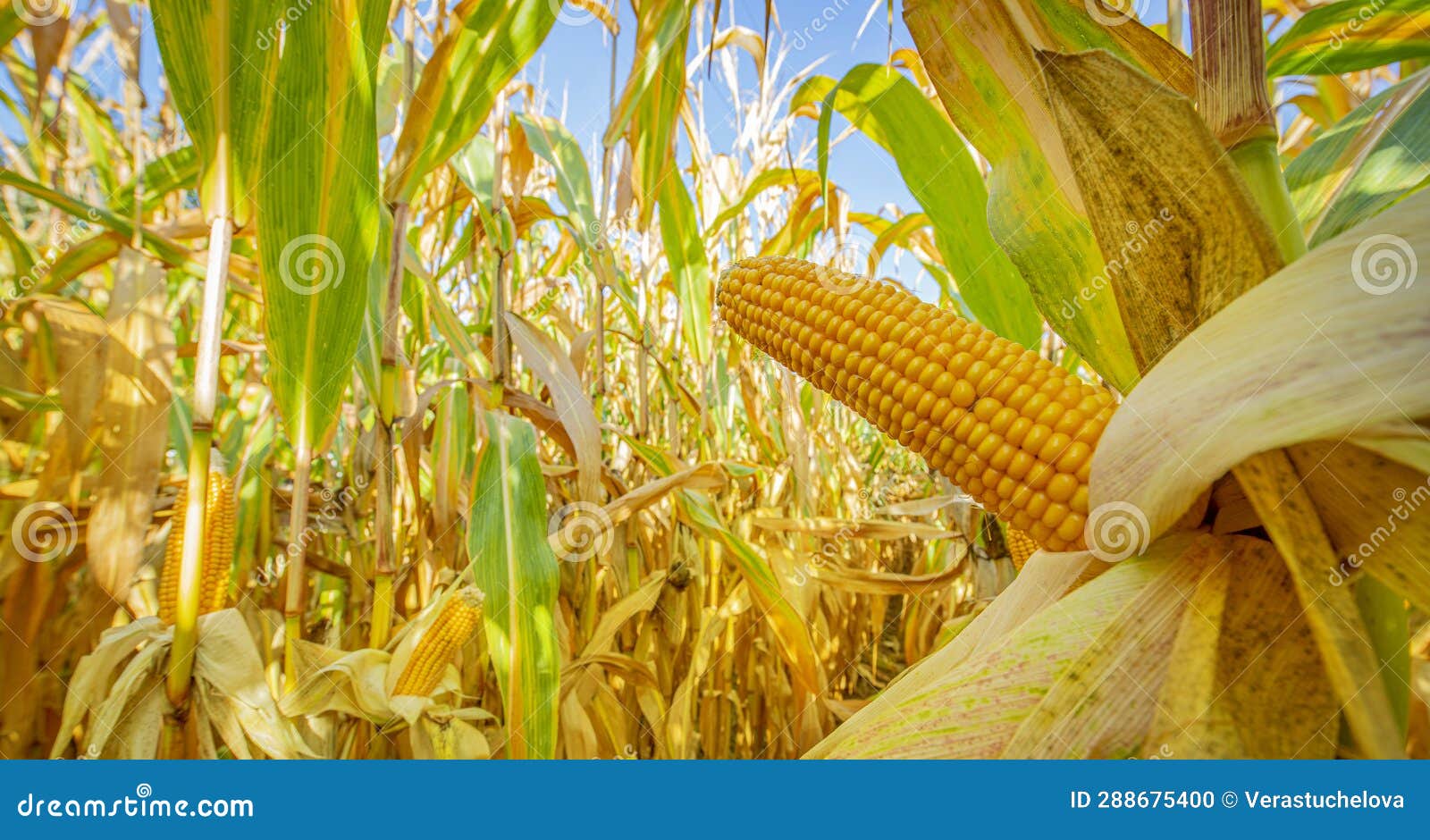 Yellow Corn on a Cornfield before Harvest Stock Photo - Image of rural ...