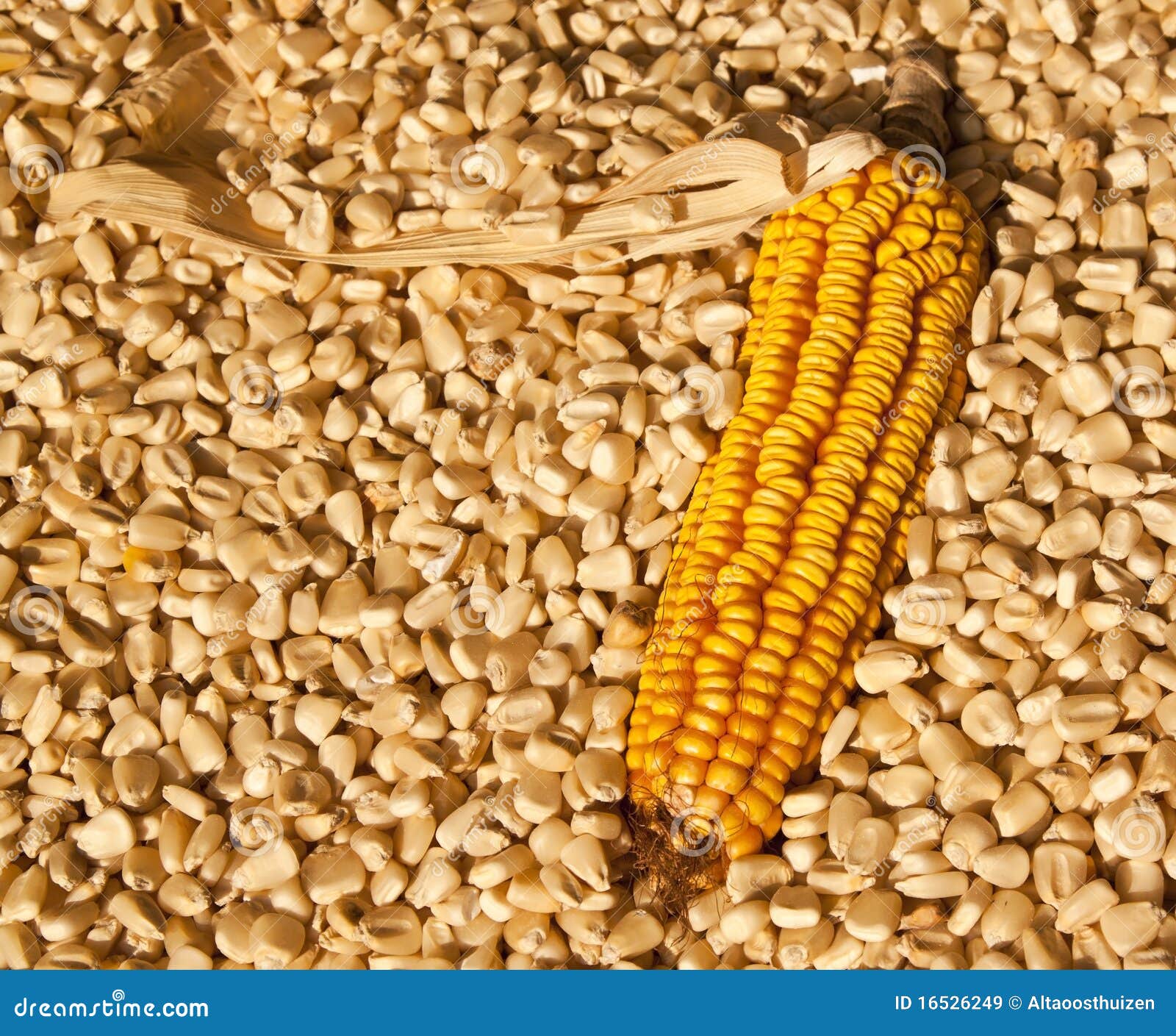Yellow Corn Dry Head Lying on White Corn Stock Image - Image of corncob ...