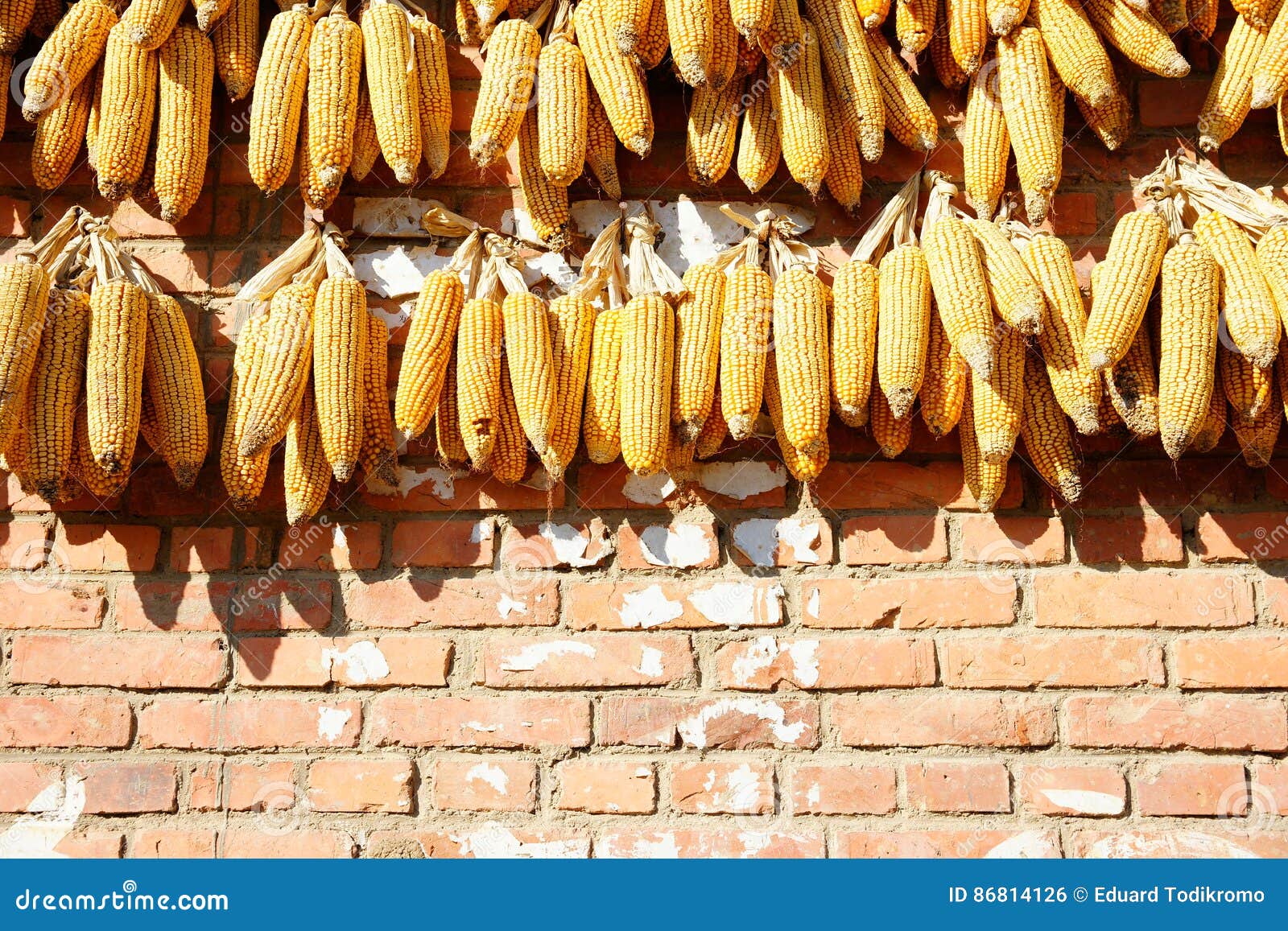 Yellow Corn Drying on an Orange Wall in China. Stock Photo - Image of ...