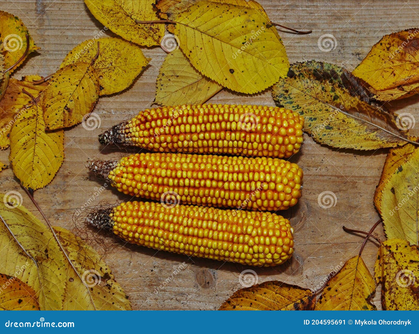 Yellow Corn Ear, Close Up Macro Surface Top View Background Stock Image ...