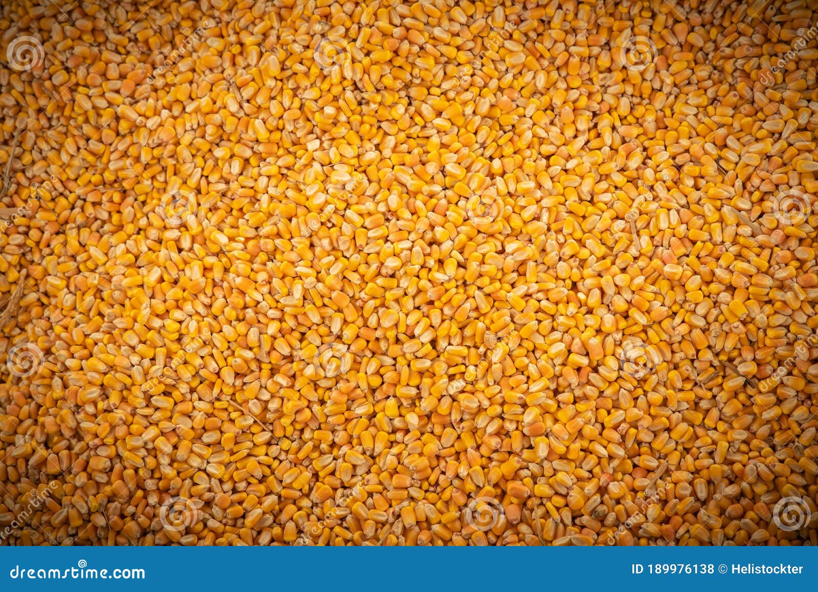 Yellow Corn Kernel Harvest Background Royalty-Free Stock Image ...