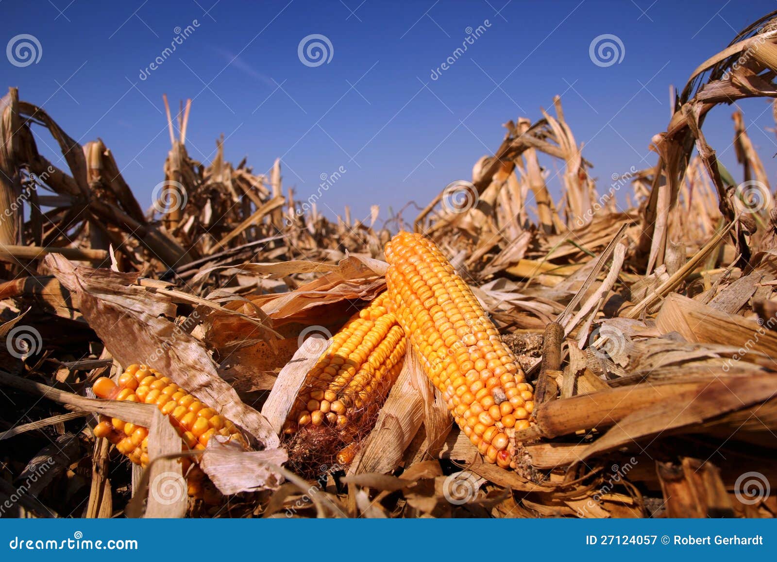 Yellow Corn in the Field stock image. Image of field - 27124057