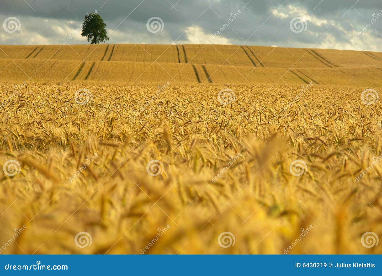 Yellow corn field stock image. Image of product, yellow - 6430219