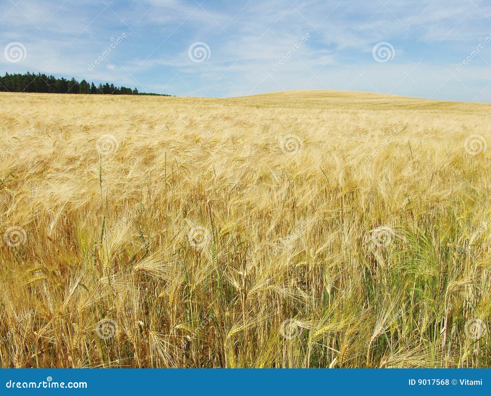 Yellow corn field stock photo. Image of grain, country - 9017568