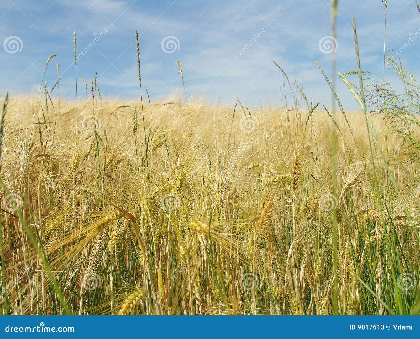 Yellow corn field stock image. Image of grain, plant, summer - 9017613