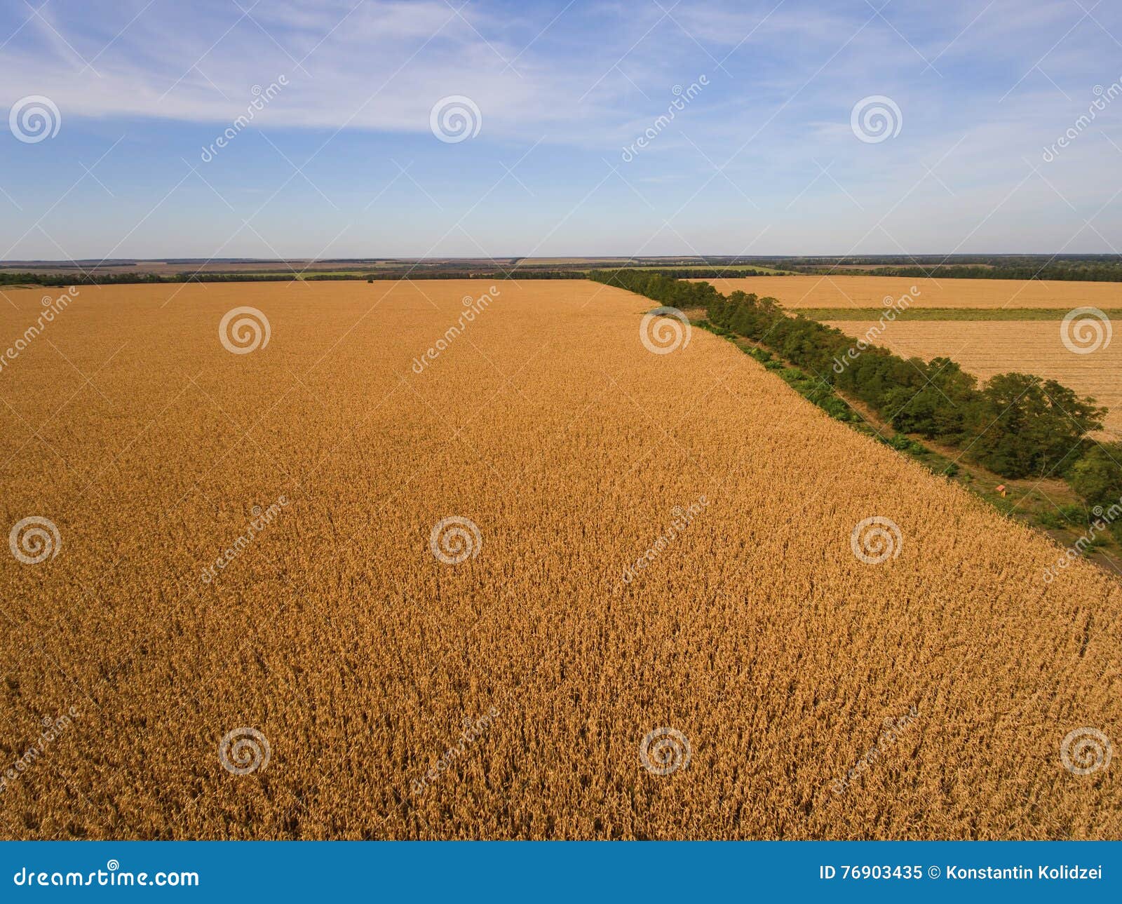 Yellow corn field. stock image. Image of plant, idyllic - 76903435