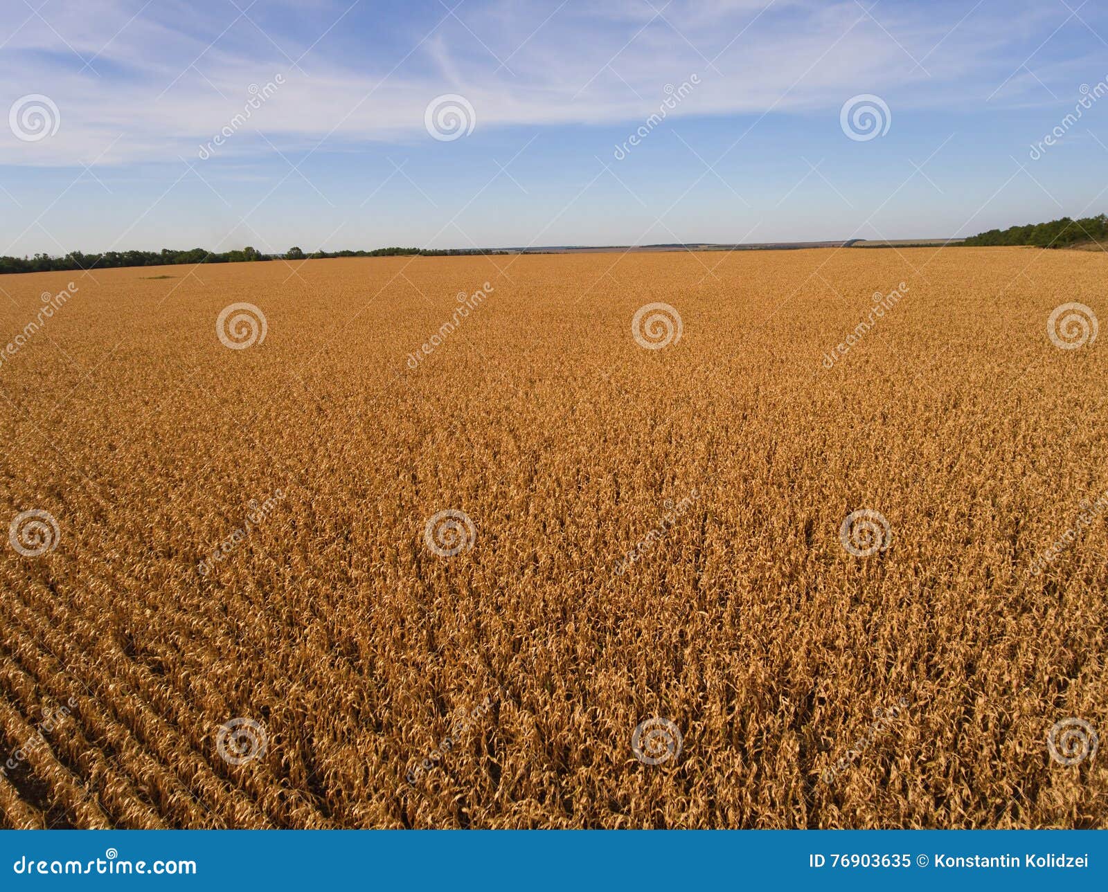 Yellow corn field. stock image. Image of leaf, natural - 76903635