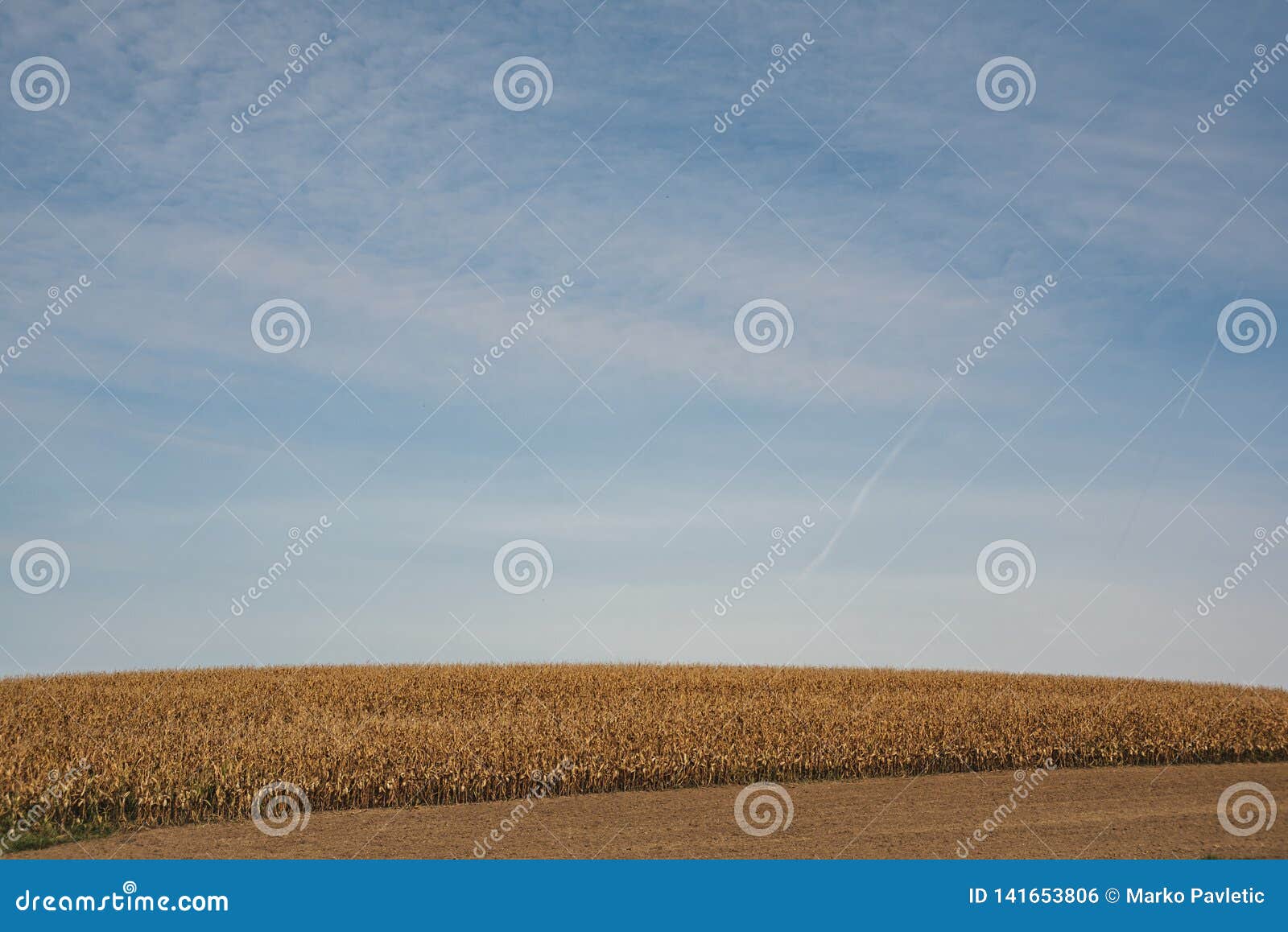 Corn field with blue sky stock photo. Image of land - 141653806