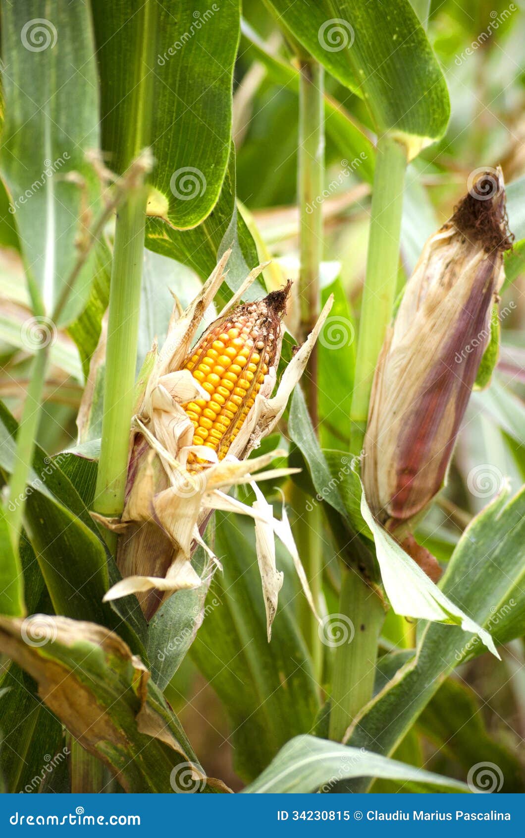 Yellow corn in the field stock image. Image of farmland - 34230815