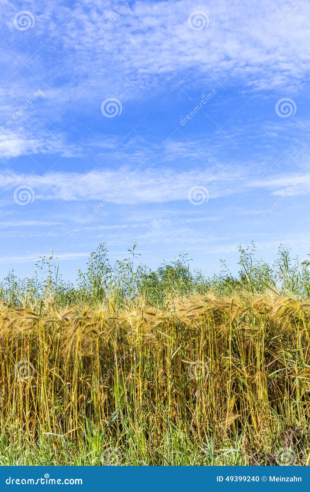 Yellow Corn Field in Detail Stock Photo - Image of growing, europe ...