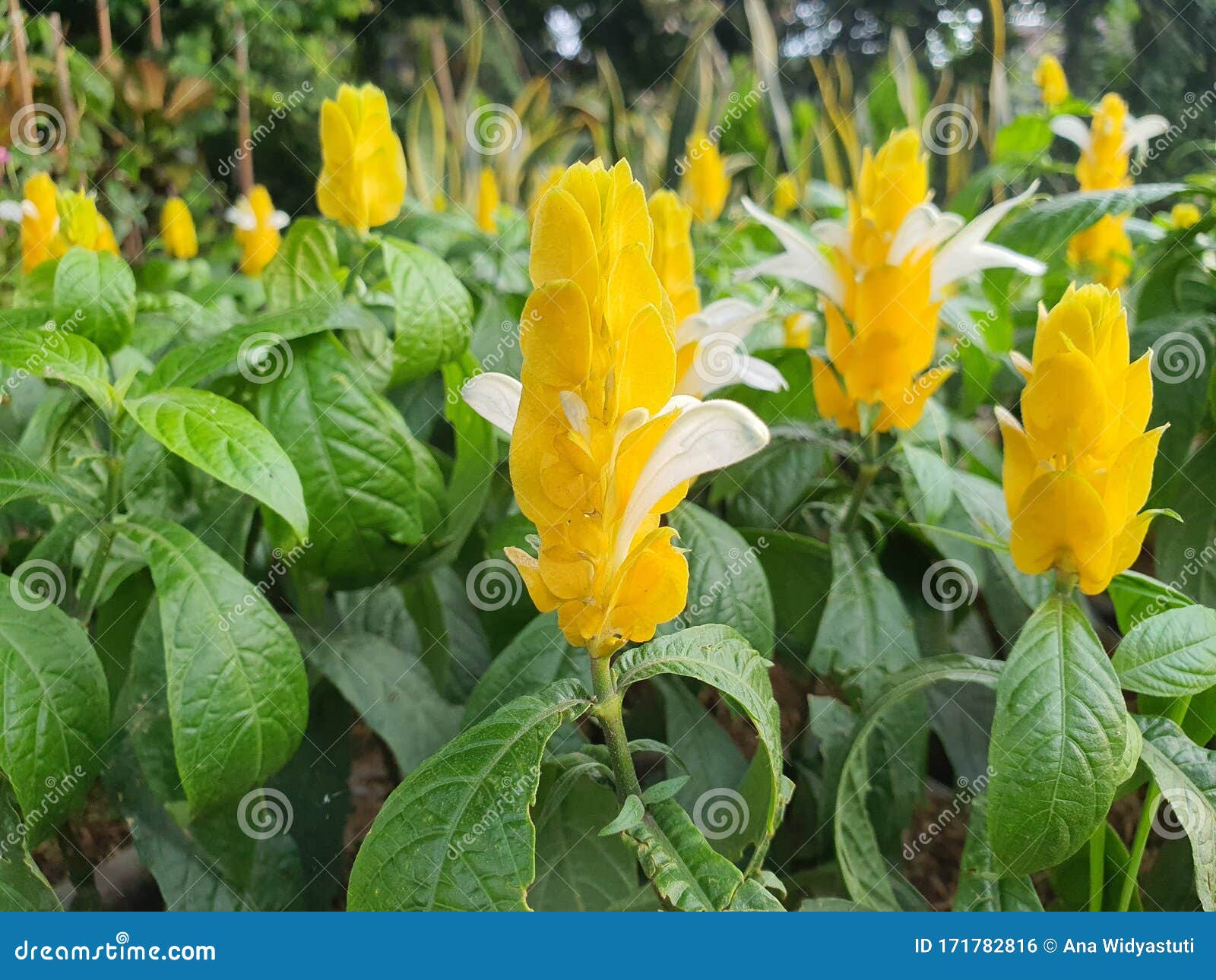 Yellow Corn Flowers in the Garden Stock Photo - Image of corn, floral ...
