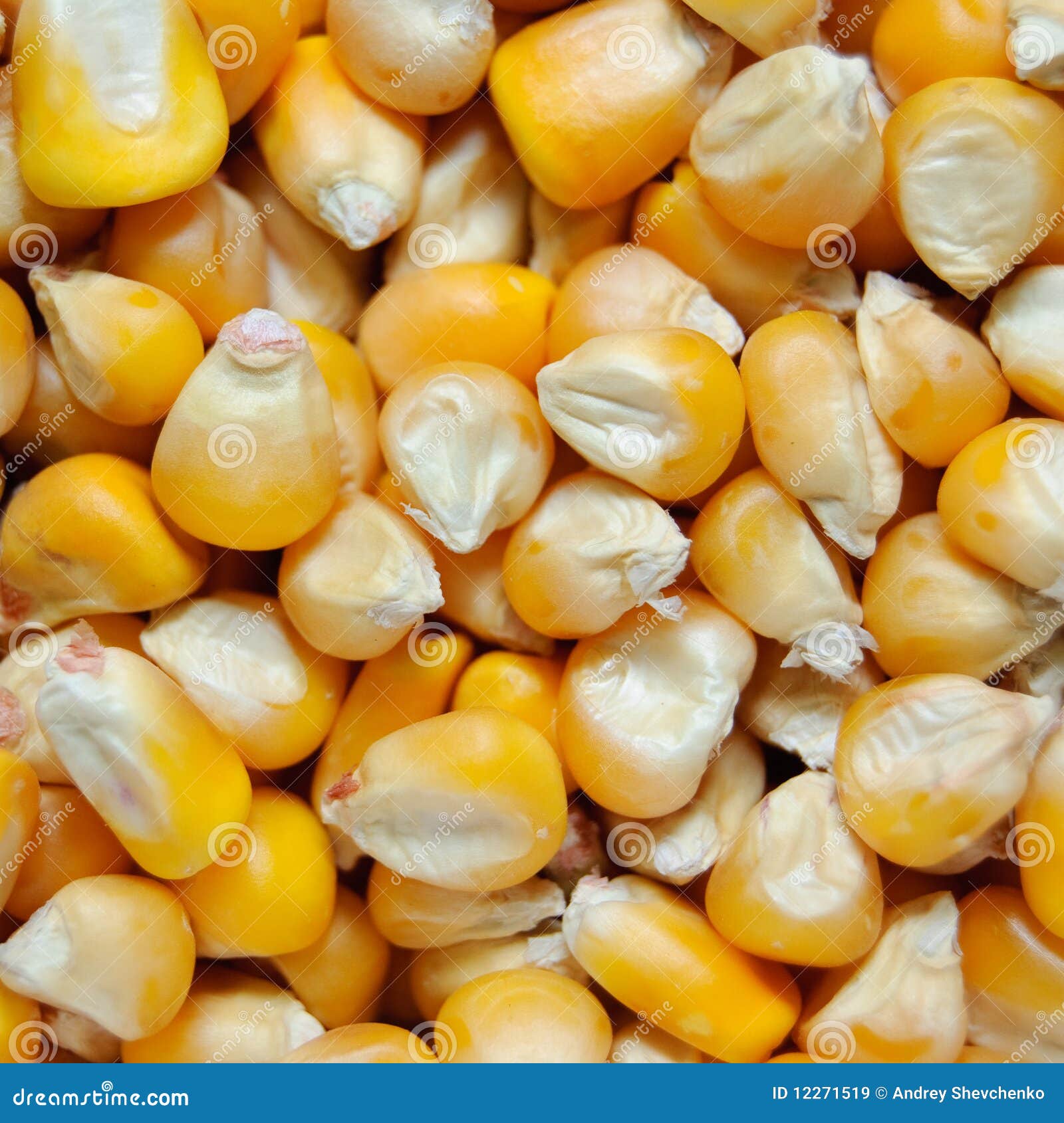 Yellow corn grains stock image. Image of harvest, nature - 12271519