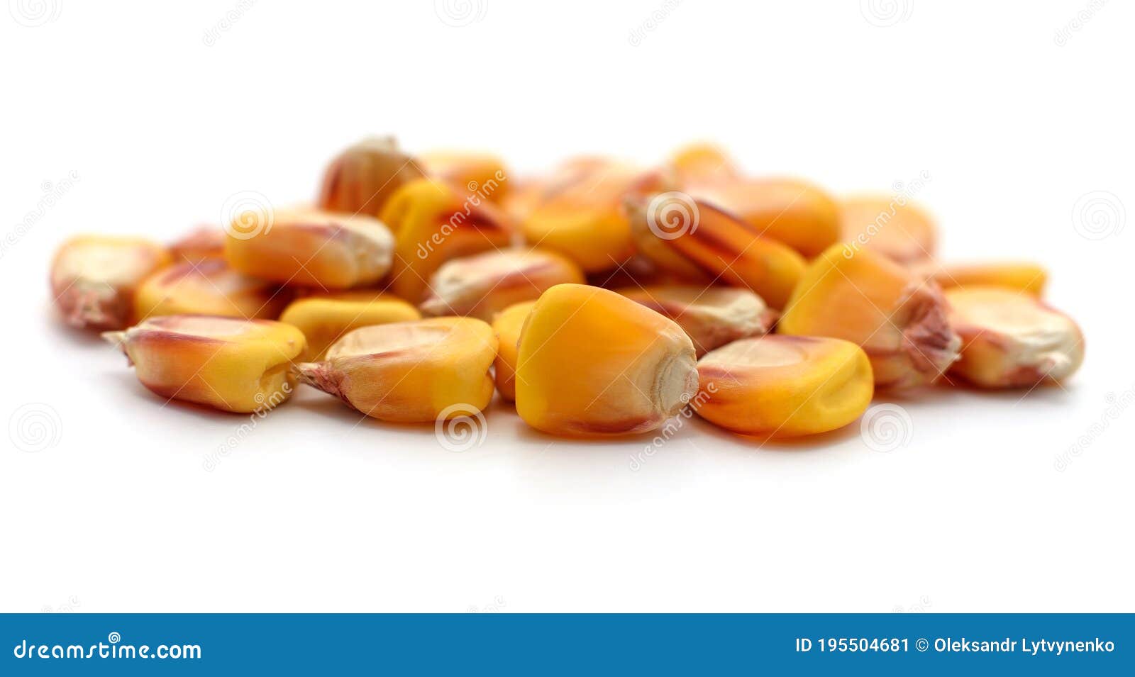 Yellow corn grains stock image. Image of food, kernel - 195504681