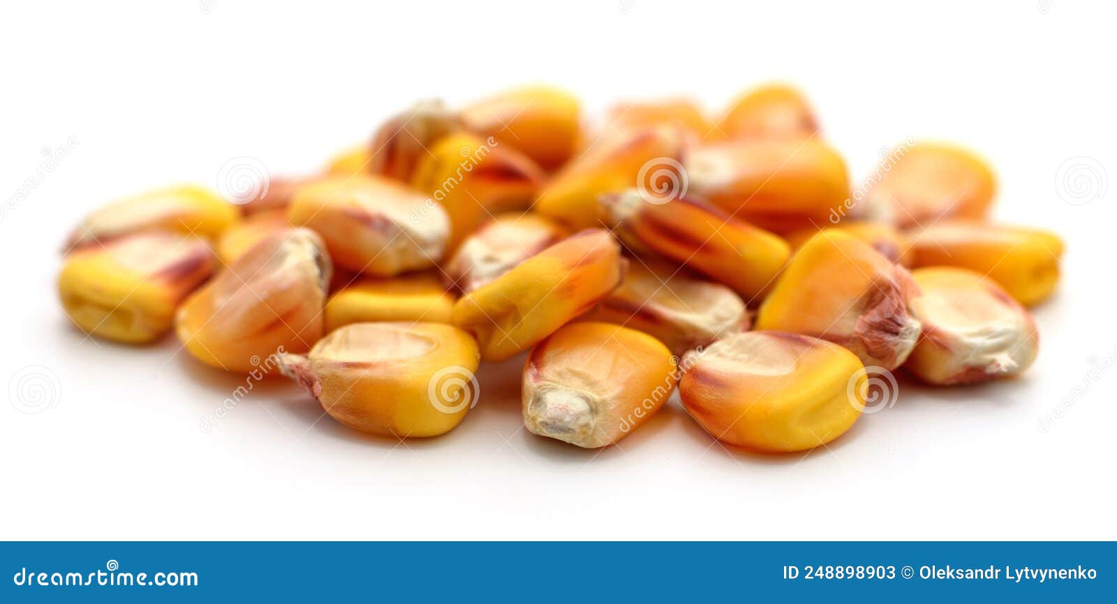 Yellow corn grains stock image. Image of isolated, harvesting - 248898903