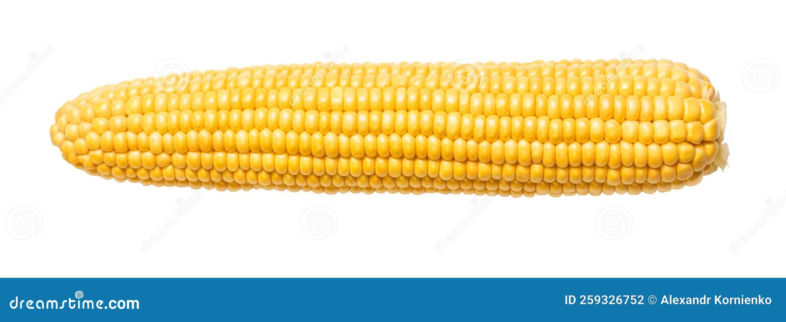 Yellow Corn isolated stock photo. Image of natural, healthy - 259326752