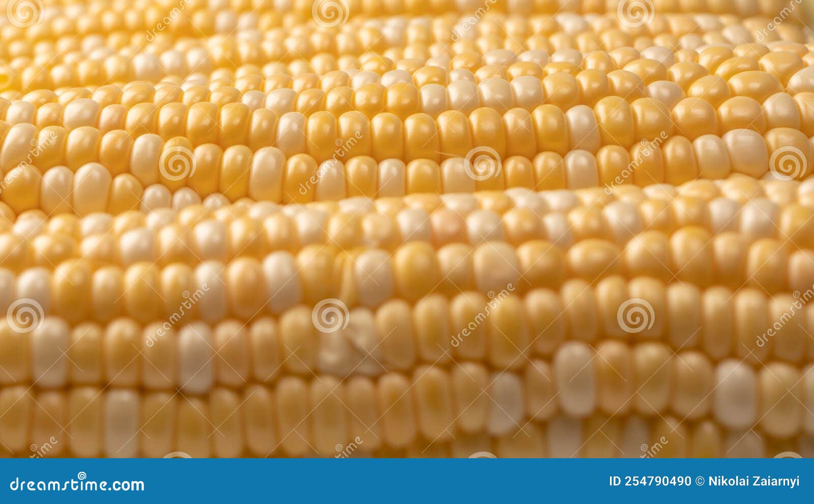Yellow Corn Isolated on White Background. Copyspace Stock Photo - Image ...