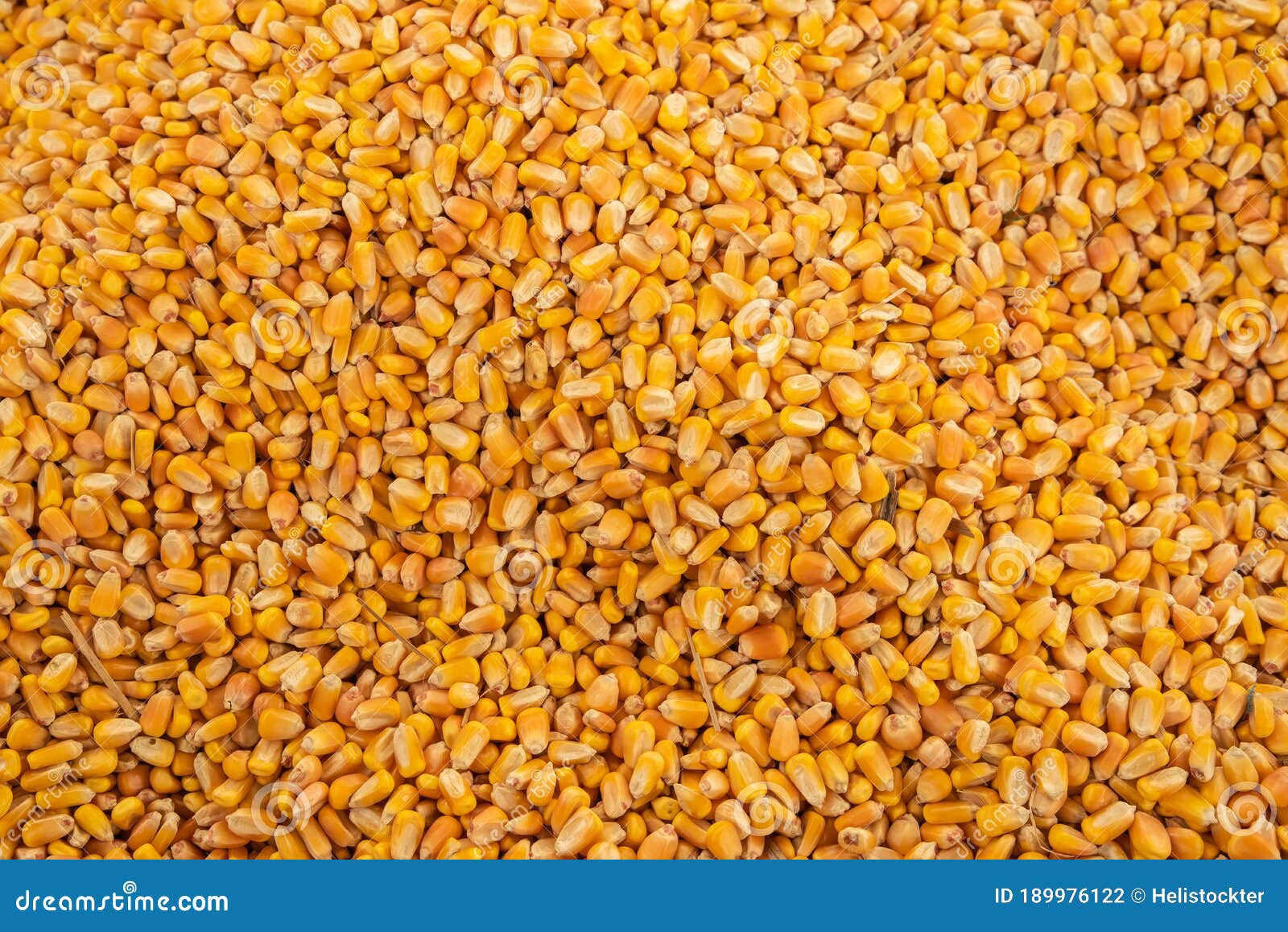 Yellow Corn Kernel Harvest, Close Up Stock Photo - Image of close ...