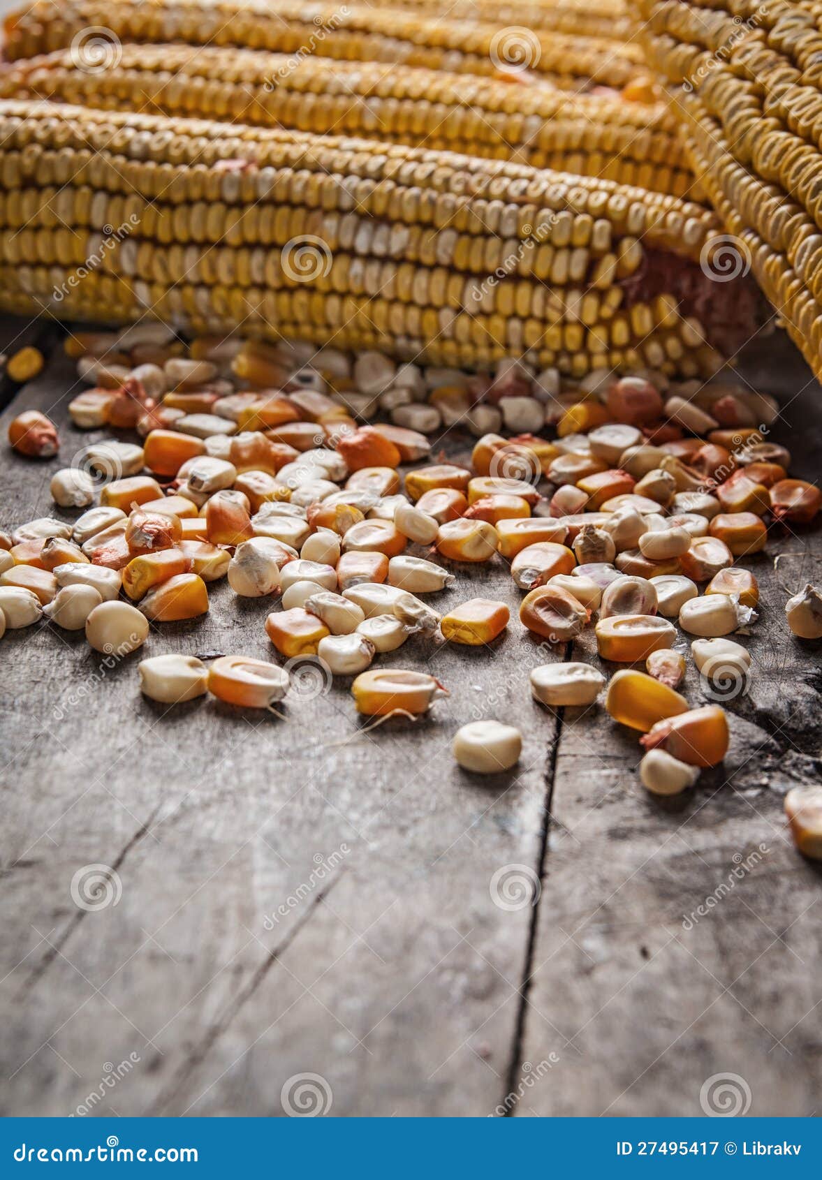 Yellow corn kernels stock image. Image of farming, seed - 27495417