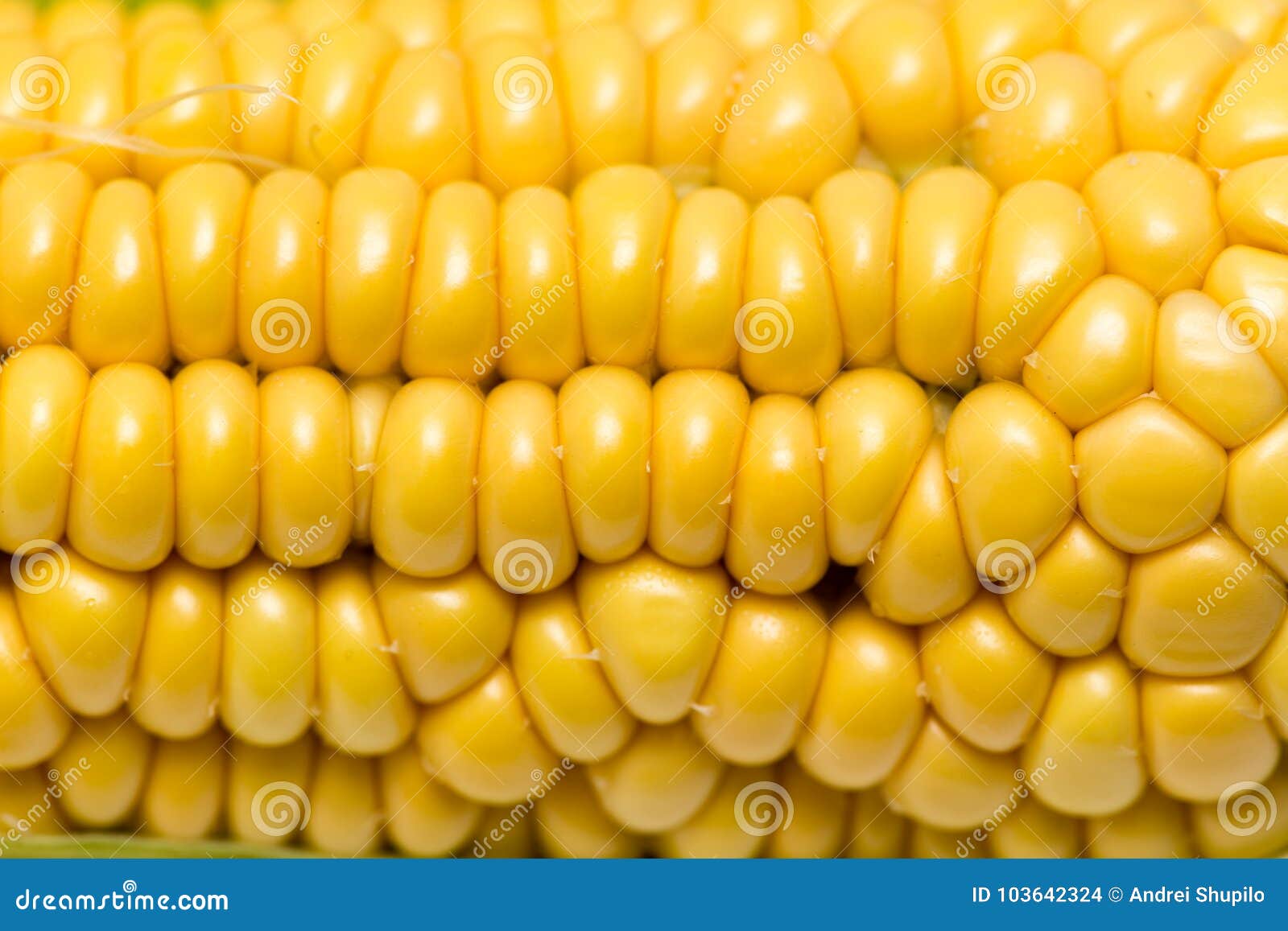 Yellow Corn Kernels in the Cob As a Background Stock Photo - Image of ...