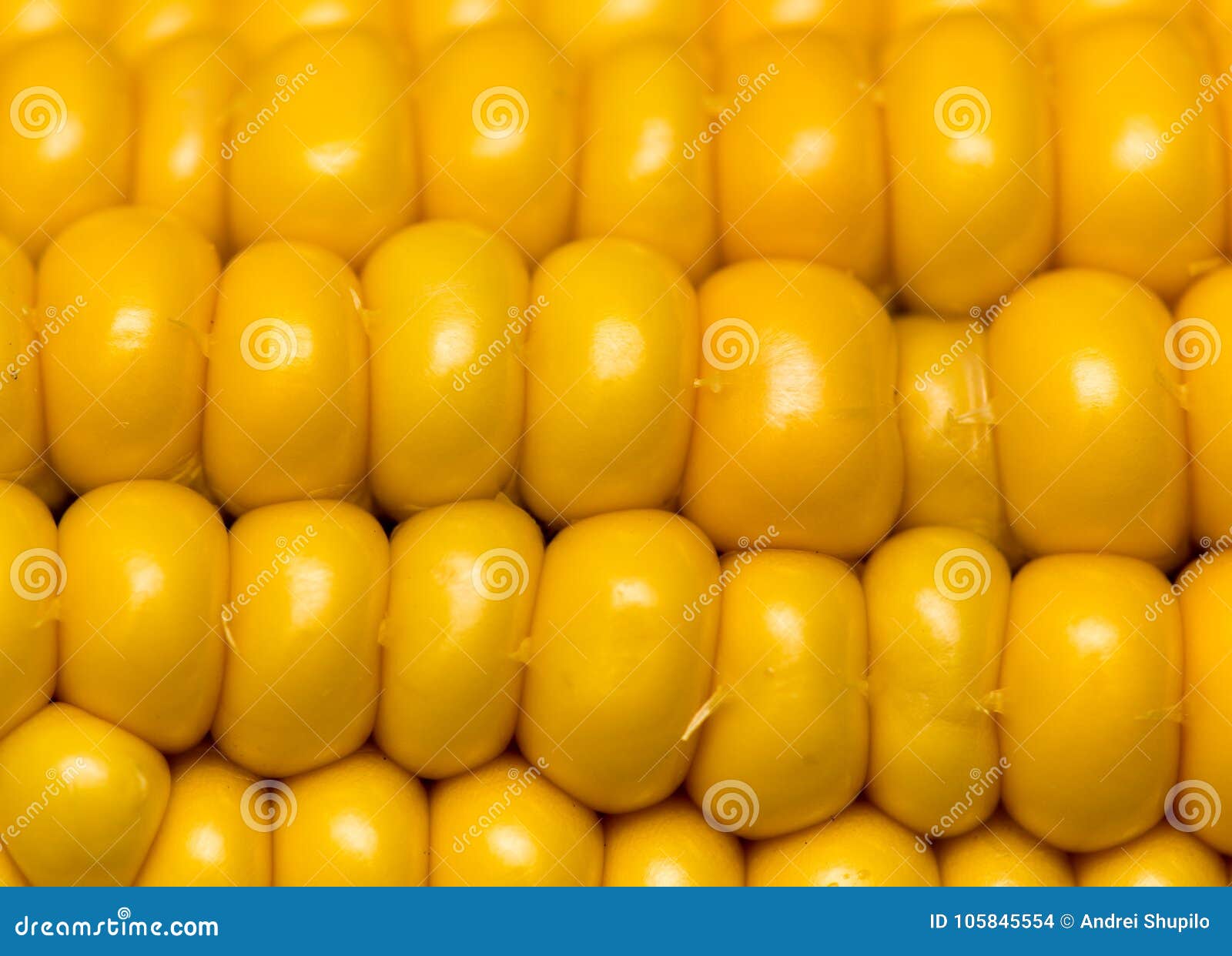 Yellow Corn Kernels in the Cob As a Background Stock Photo - Image of ...