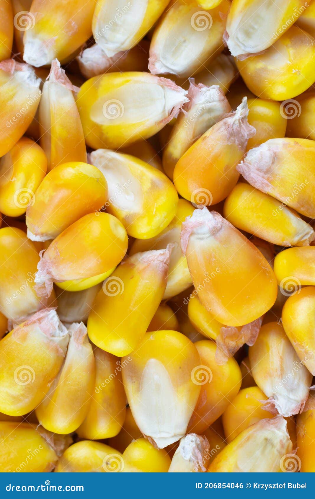 Yellow Corn Kernels with Visible Details. Background or Texture Stock ...