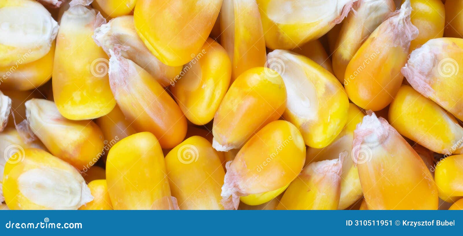 Yellow Corn Kernels with Visible Details. Background or Texture Stock ...