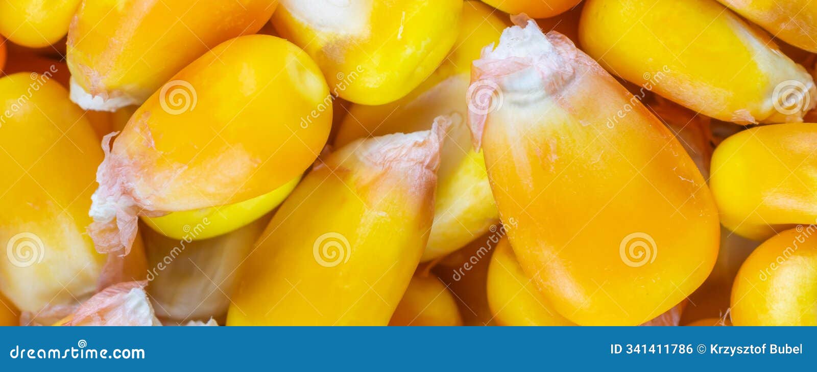 Yellow Corn Kernels with Visible Details. Background or Texture Stock ...