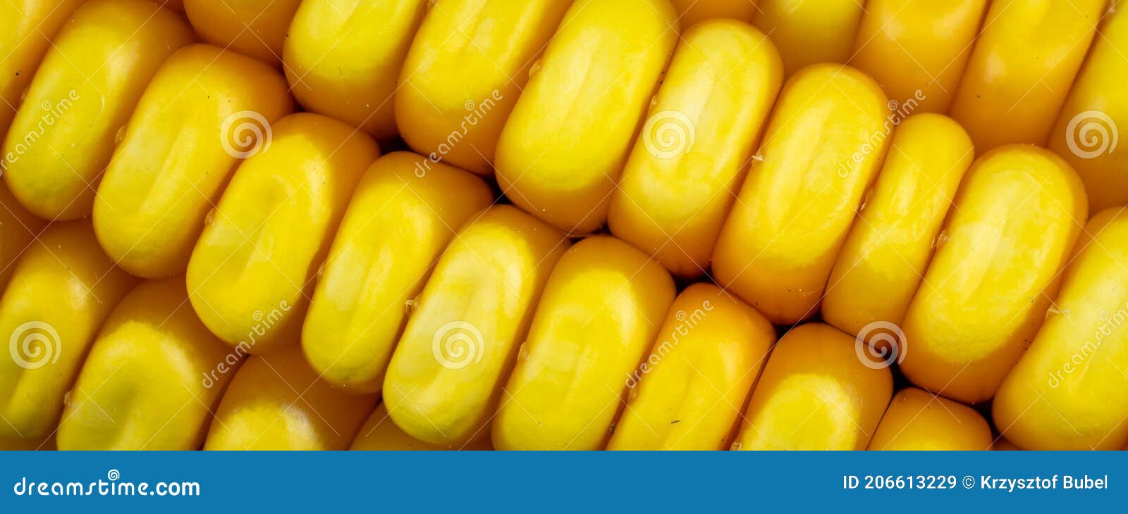 Yellow Corn Kernels with Visible Details. Background or Texture Stock ...